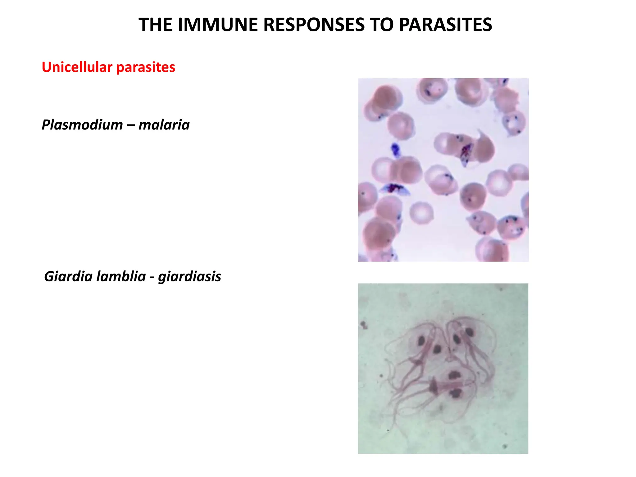 immunopathology of parasitc infections for mph 2016 set.ppt