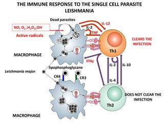 immunopathology of parasitc infections for mph 2016 set.ppt ...