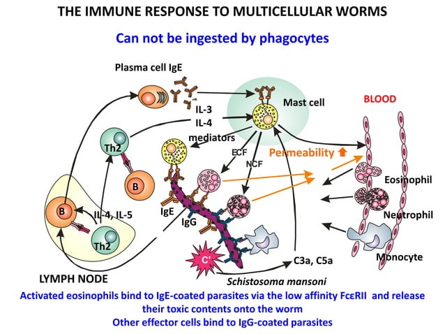 immunopathology of parasitc infections for mph 2016 set.ppt