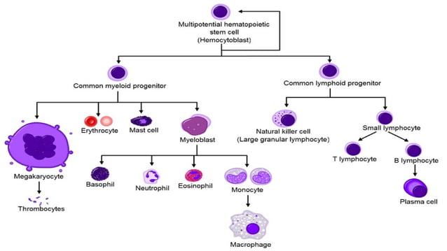 Immunopathology Presentation - 2025 CUHAS | PPT