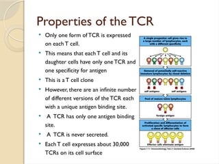 immunopathology T Cell Development in Thymus.pptx