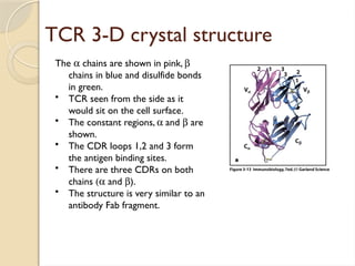 immunopathology T Cell Development in Thymus.pptx