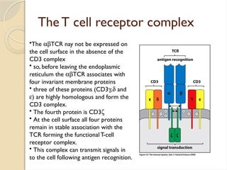 immunopathology T Cell Development in Thymus.pptx