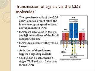 immunopathology T Cell Development in Thymus.pptx