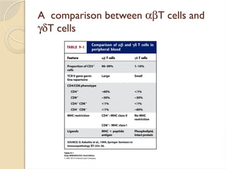 immunopathology T Cell Development in Thymus.pptx