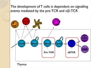 immunopathology T Cell Development in Thymus.pptx