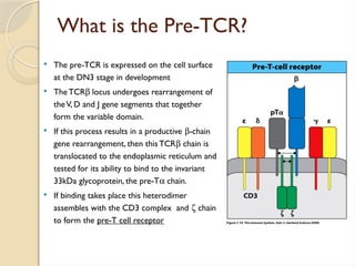 immunopathology T Cell Development in Thymus.pptx