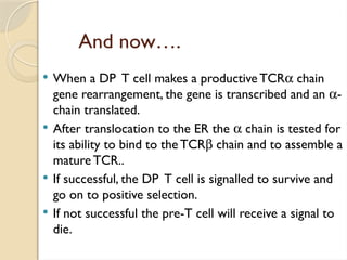 immunopathology T Cell Development in Thymus.pptx