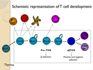 immunopathology T Cell Development in Thymus.pptx