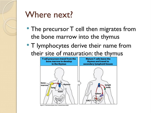 immunopathology T Cell Development in Thymus.pptx