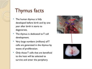 immunopathology T Cell Development in Thymus.pptx
