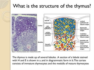 immunopathology T Cell Development in Thymus.pptx