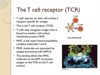 immunopathology T Cell Development in Thymus.pptx