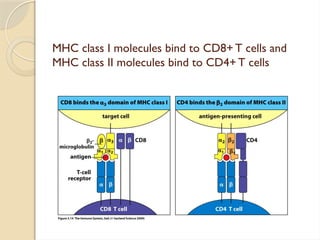 immunopathology T Cell Development in Thymus.pptx