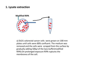 Immunoprecipitation | PPTX | Chemistry | Science
