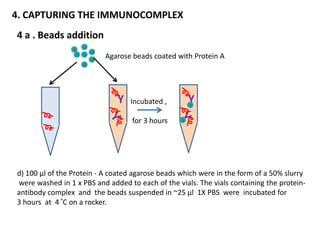 Immunoprecipitation | PPTX | Chemistry | Science