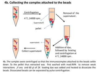 Immunoprecipitation | PPTX