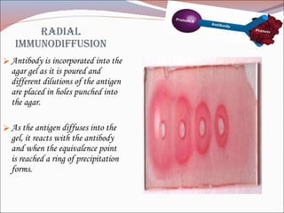 Immunoprecipitation | PPT