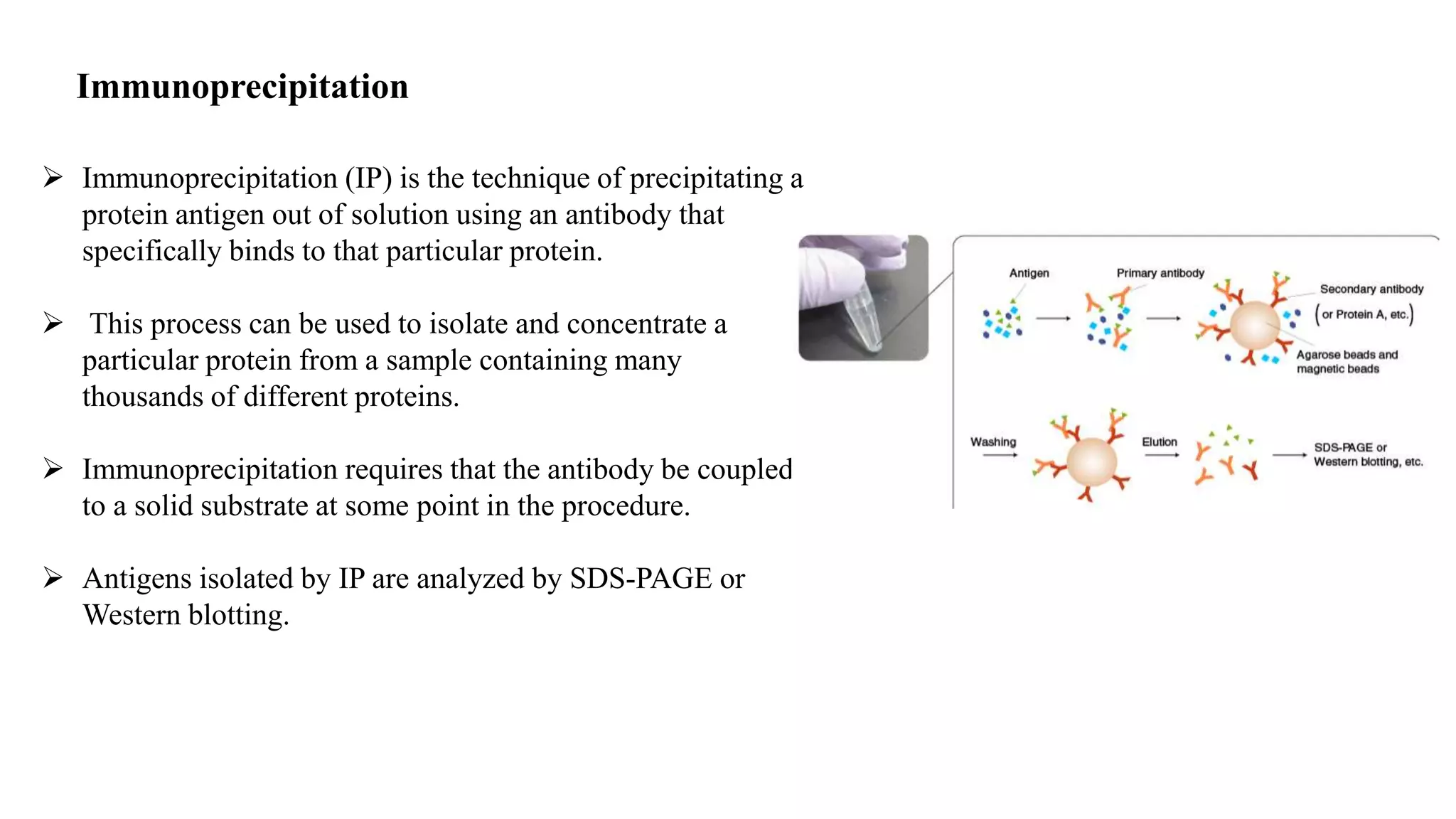 Immunoprecipitation | PPTX