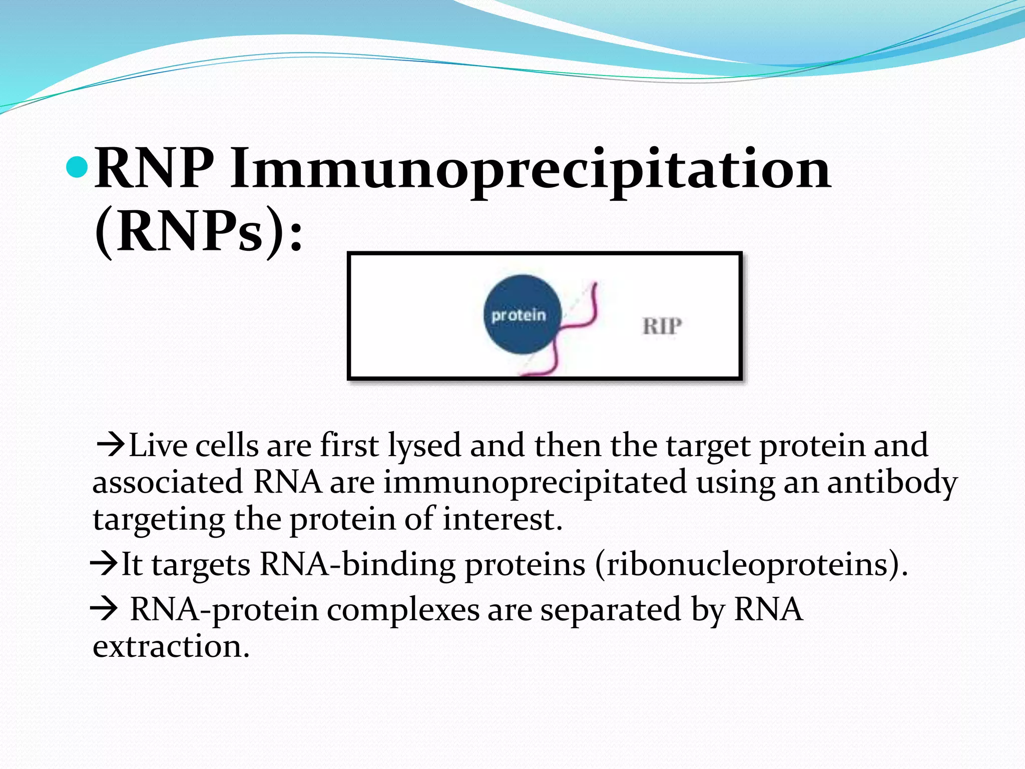 Immunoprecipitation Presentation | PPTX