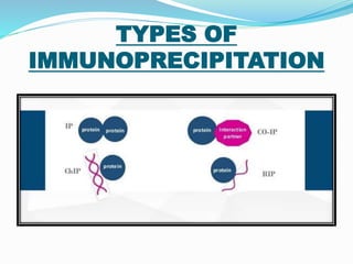 Immunoprecipitation Presentation | PPTX
