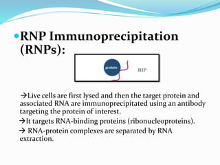 Immunoprecipitation Presentation | PPTX