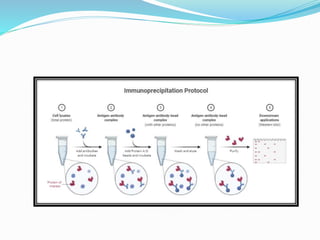 Immunoprecipitation