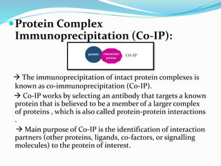 Immunoprecipitation Presentation | PPT