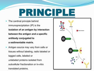 Immunoprecipitation Diagram