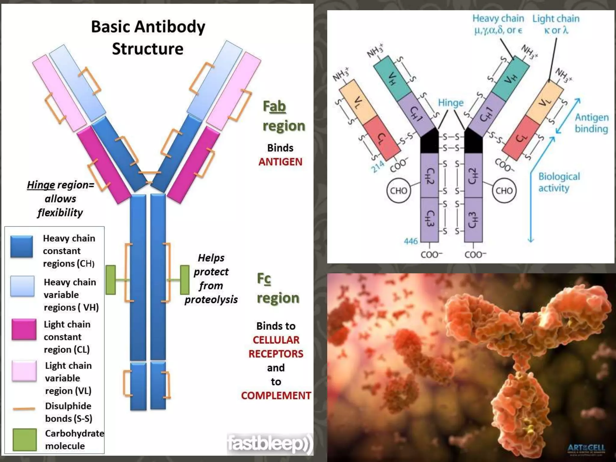 Generation of Antibody Diversity- Quick revision from Kuby through ...