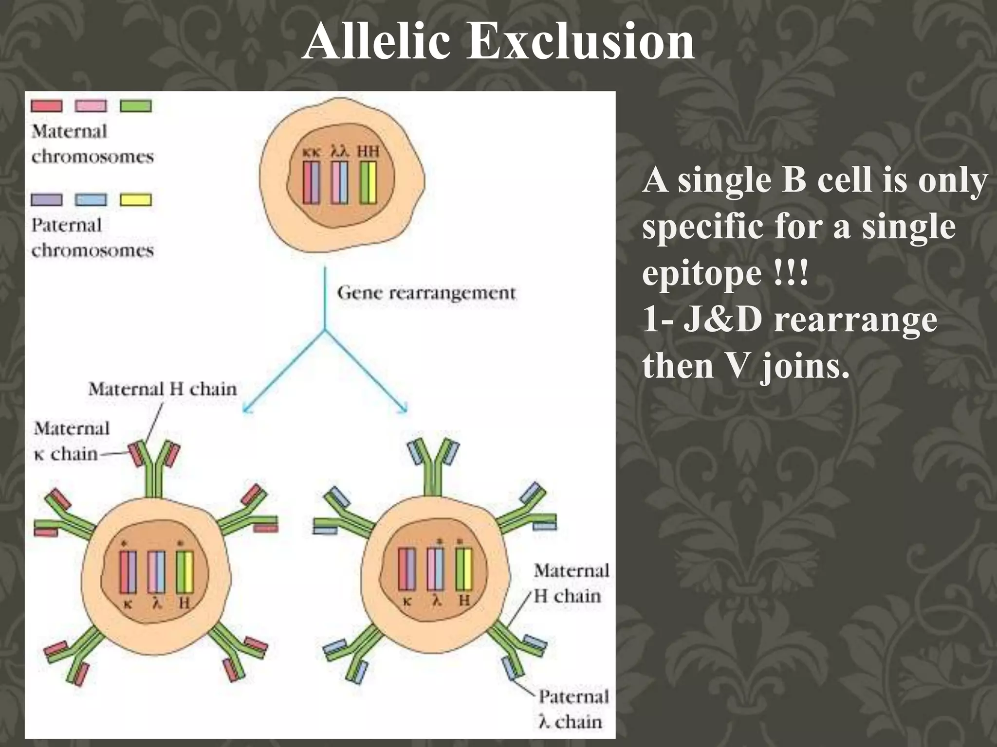 Generation of Antibody Diversity- Quick revision from Kuby through ...
