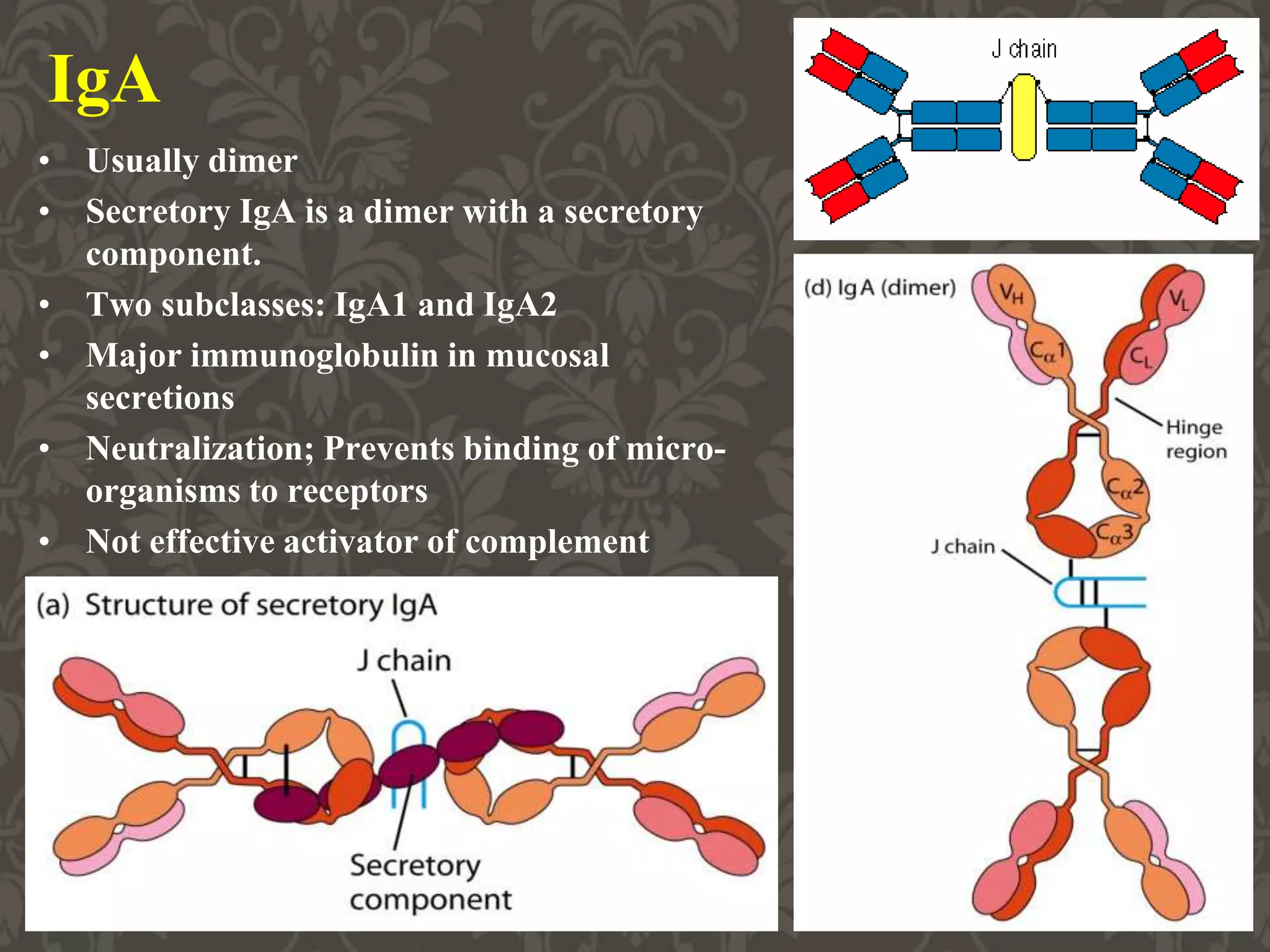 Generation of Antibody Diversity- Quick revision from Kuby through ...