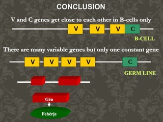 Generation of Antibody Diversity- Quick revision from Kuby through ...