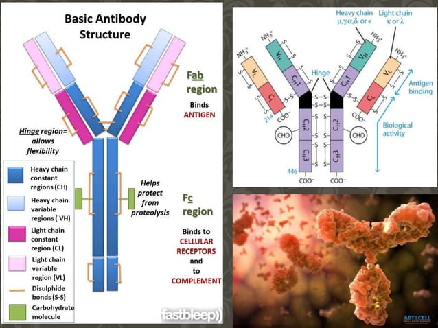 Generation of Antibody Diversity- Quick revision from Kuby through presentation | PPTX