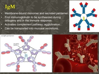 Generation of Antibody Diversity- Quick revision from Kuby through ...
