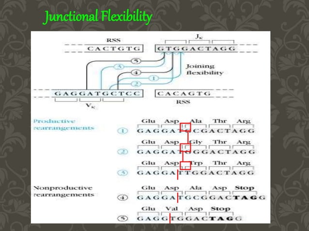 Generation of Antibody Diversity- Quick revision from Kuby through ...