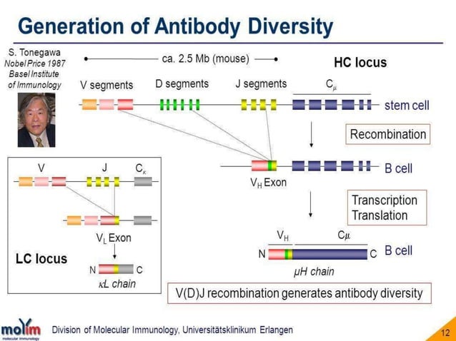 Generation of Antibody Diversity- Quick revision from Kuby through ...
