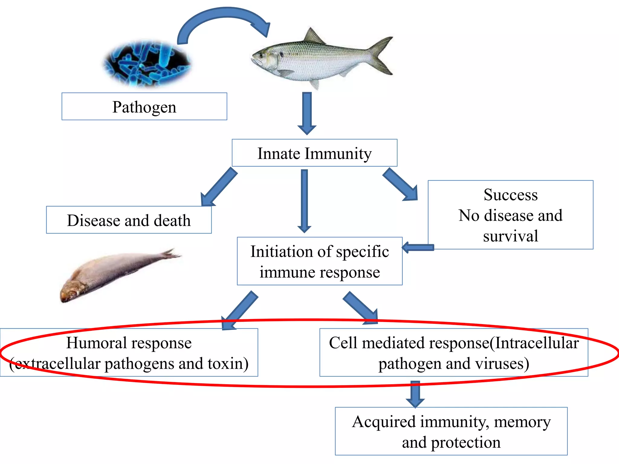 Immunostimulants role in aquaculture | PPTX