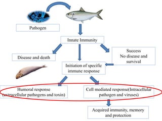 Immunostimulants role in aquaculture | PPTX