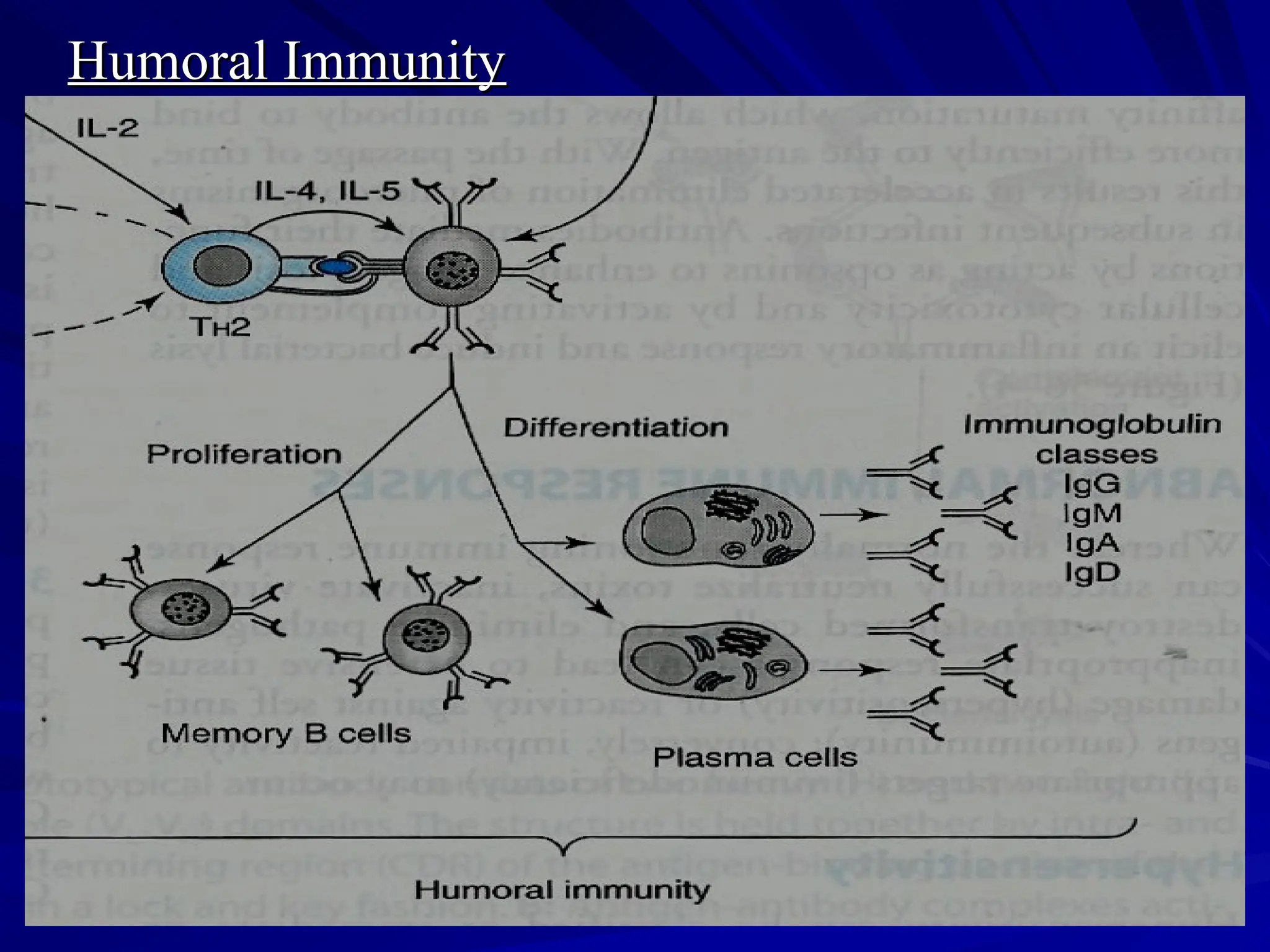IMMUNOSUPPRESSANT DRUGS-232.ppt,,,,,,,,, | PPT | Biological Sciences | Science