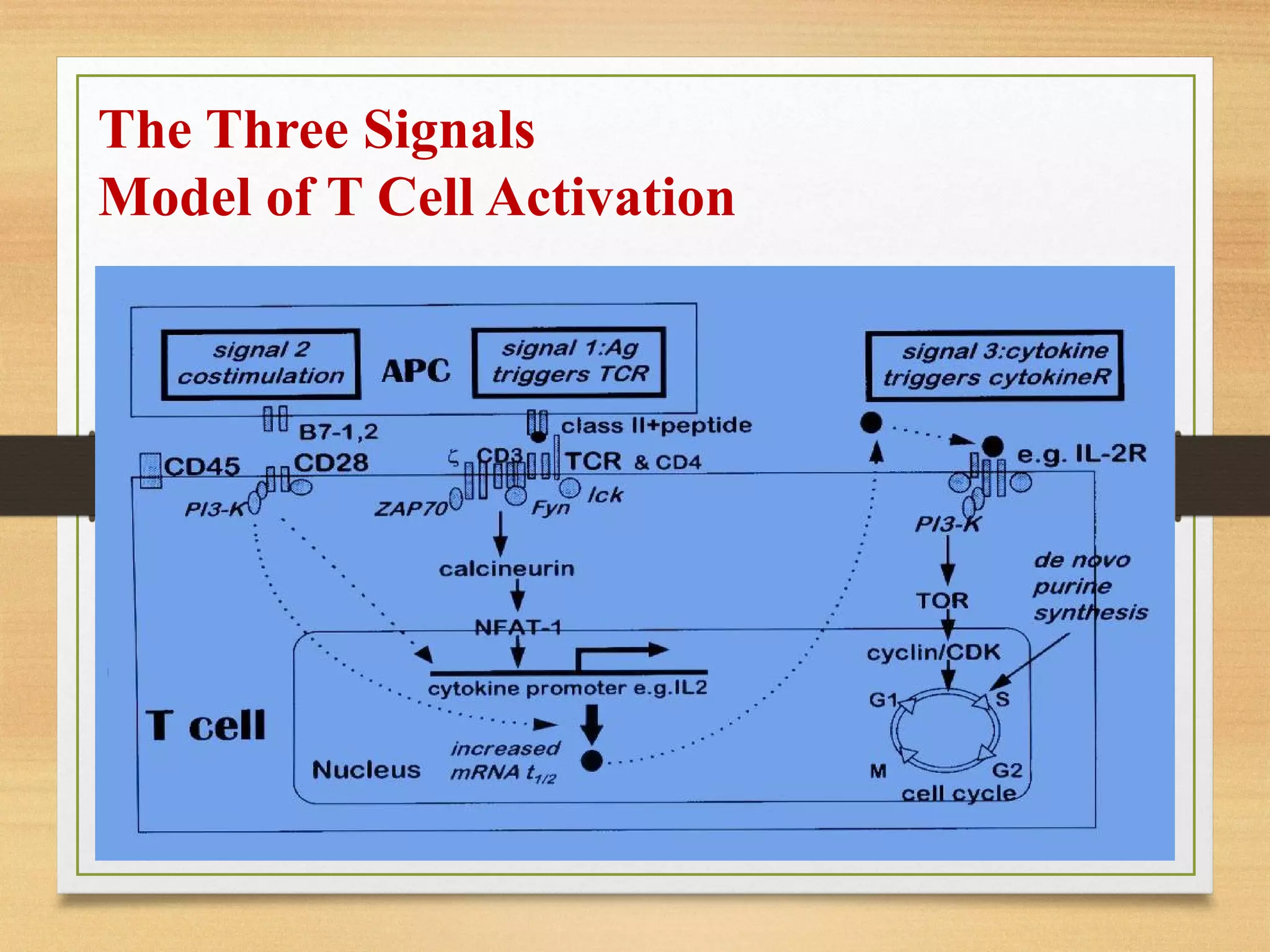 Immunosuppressant drugs tdm laboratory perspective | PPT | Endocrine and Metabolic Diseases ...