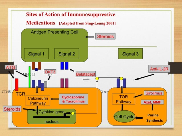 Immunosuppressant drugs tdm laboratory perspective | PPT