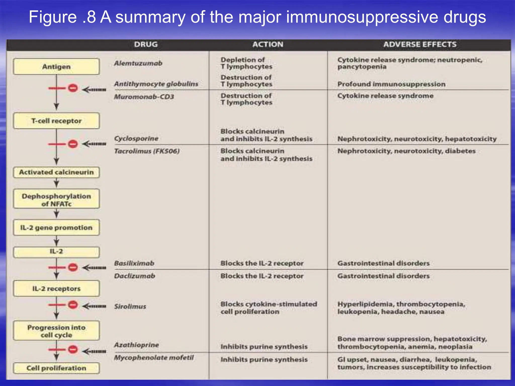 Immunosuppressants pharmacology final.ppt