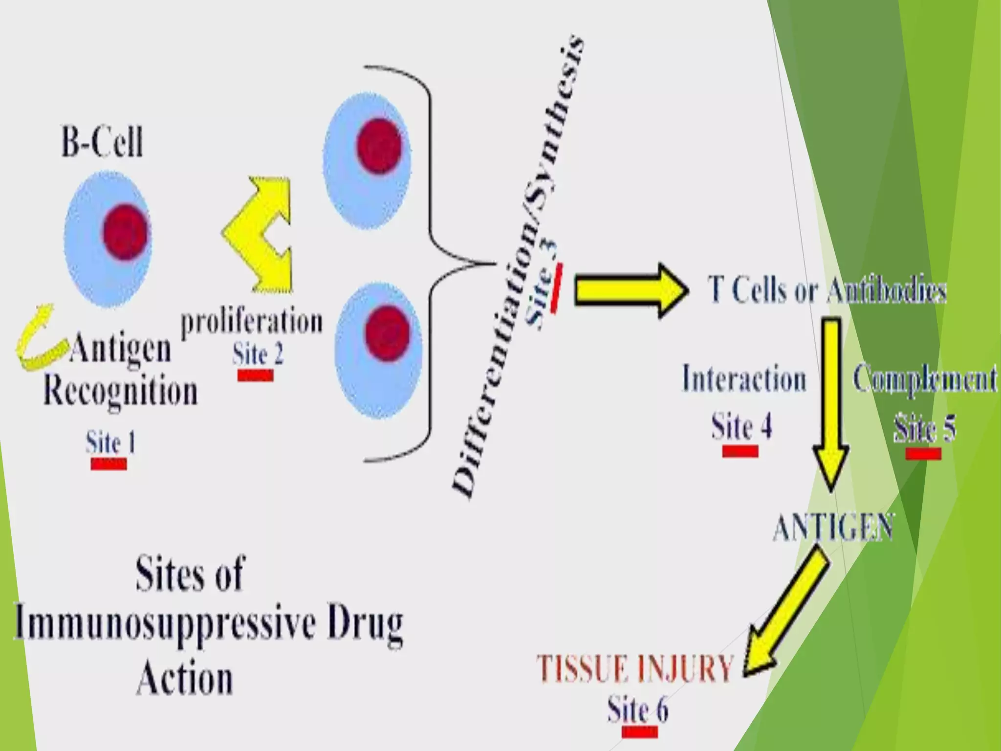 Immunosuppression ppt.pptx