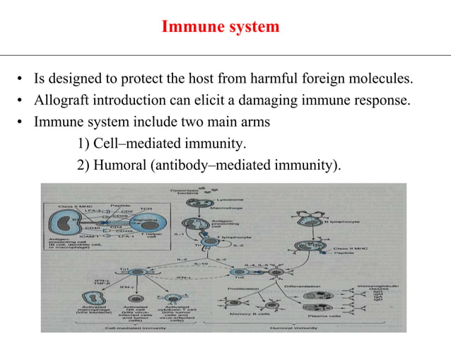 Immunosuppressive Drugs.ppt | Biological Sciences | Science