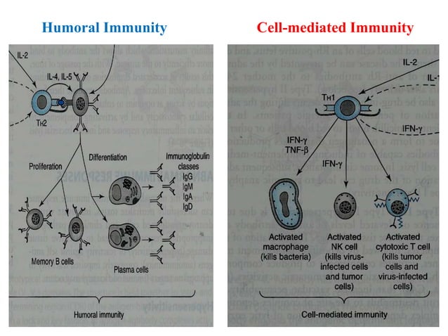 Immunosuppressive Drugs.ppt | Biological Sciences | Science