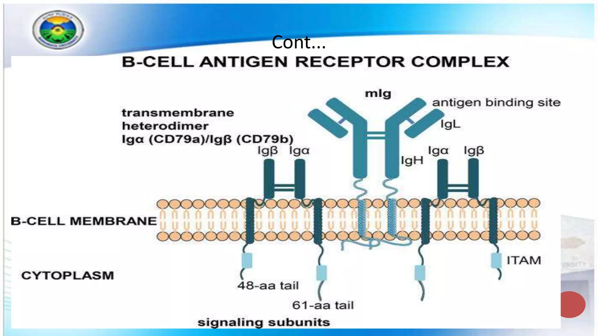 immunotech assignment (2) (1).pptx