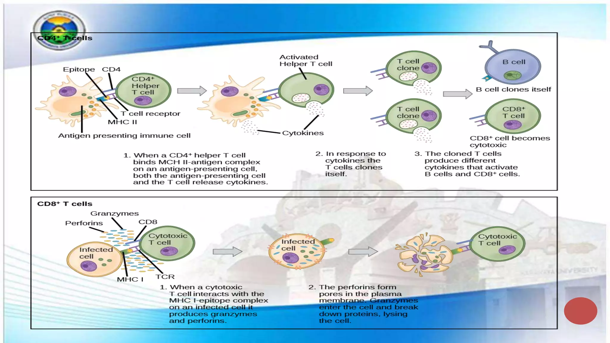 immunotech assignment (2) (1).pptx