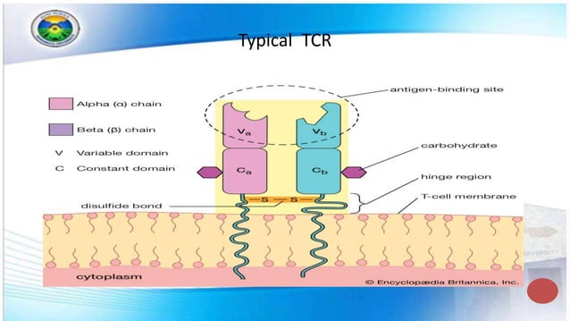 immunotech assignment (2) (1).pptx