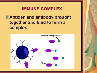 Immunotechniques ppt hamsa | PPT